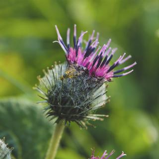 Qu'est-ce que la Bardane ? Origine, Bienfaits et Posologie | Dieti Natura