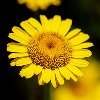 Qu'est-ce que le Chrysanthellum ? Origine, Bienfaits et Posologie ...