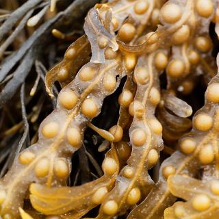 Qu'est-ce que le Fucus ? Origine, Bienfaits et Posologie | Dieti Natura