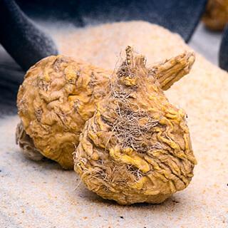 Qu'est-ce que la Maca ? Origine, Bienfaits et Posologie | Dieti Natura